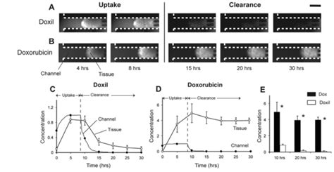 Recreating The Tumor Microenvironment Openwetware