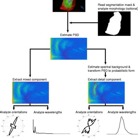 Flowchart Of The Analysis Pipeline At The Beginning Of An Analysis Download Scientific Diagram