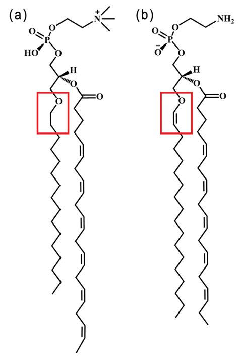 Structures Of Apc A And Ppe B Download Scientific Diagram