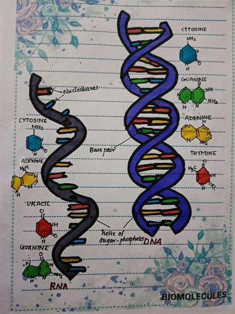 Class 12 Biomolecules Nucleic Acids Dna Drawing Dna Project Dna Model