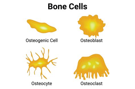 Bone Cells Science Design Vector Graphic By Hamjaiu Creative Fabrica