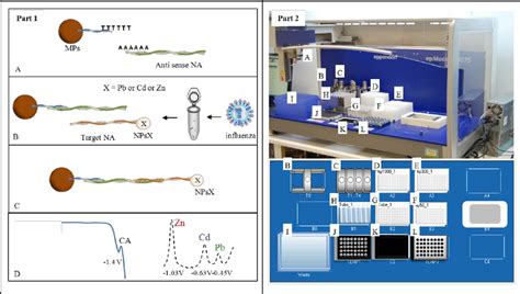Part 1 Scheme Of Isolation And Detection Of Specific Influenza Download Scientific Diagram