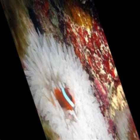 Coral Loss Comparisons Object Detection Model By Lockie