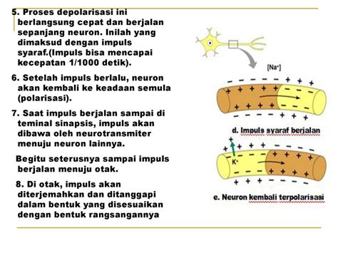 Sistem Koordinasi Ppt Download