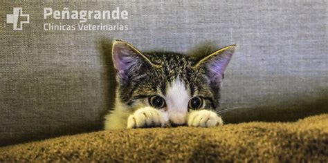 Todo Sobre La Peritonitis Infecciosa Felina Peñagrande Clinicas