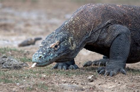 Premium Photo Komodo Dragon Portrait Komodo Island Indonesia
