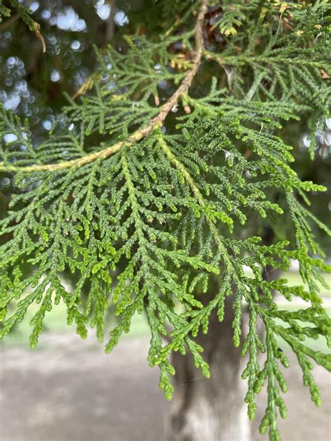 Cypress Or Cedar Ive Been Getting A Lot Of Conflicting Information