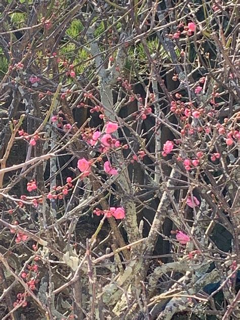 紅梅は梢から ハイジャン男のブログ 締めは俳句で