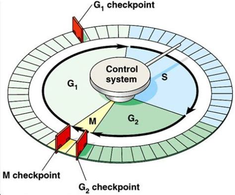 Checkpoint Genetic Engineering Info