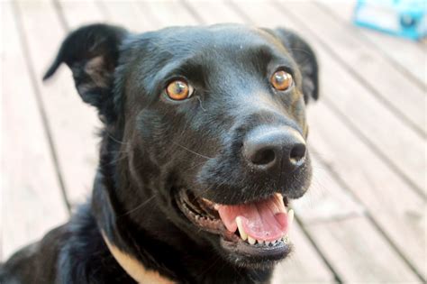 Cutie Pie Jones Blog