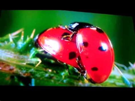 Lady Bug Sex YouTube