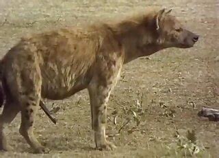 गय वल परन और अनय जनवर क सकस दशय XXX कटगरय म करमबदध जनवर वल परन