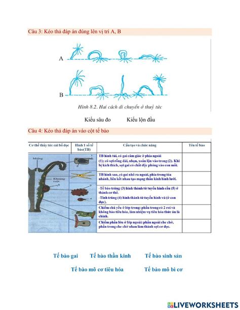 Sh7 Worksheet Live Worksheets
