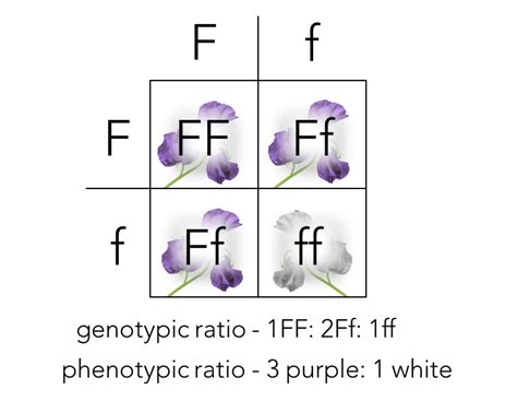 Mendel And The Gene E Chapter The Biology Primer