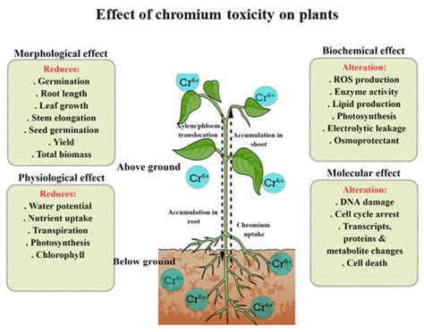 Chromium Toxicity In Plants Signaling Mitigation And Future Perspectives
