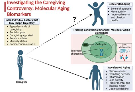 Understanding The Health Effects Of Caregiving Stress New Directions In Molecular Aging Pmc
