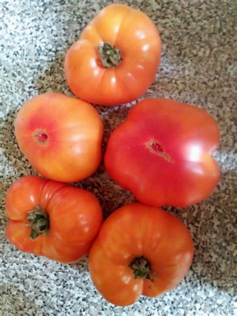 Tomatoes Eagleridge Seeds