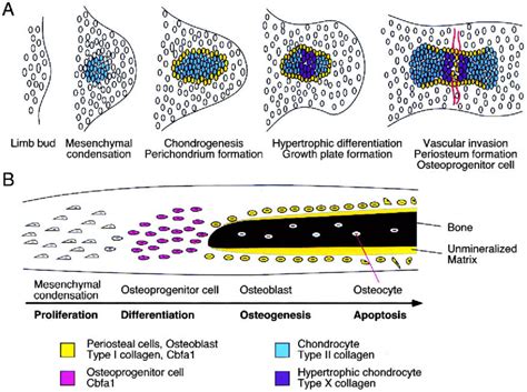 Intramembranous Bone Formation