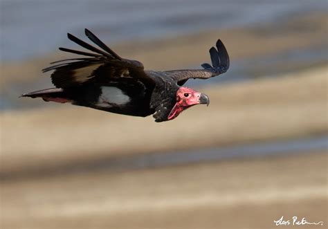 Red Headed Vulture Northern India Bird Images From Foreign Trips