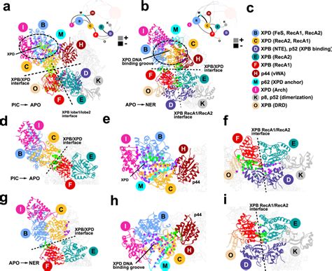 Network Analysis Reveals Conformational Switching At Tfiih Community