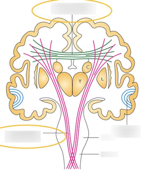 White Matter Tracts Diagram Quizlet