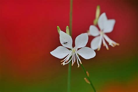 白い花と小さな虫の物語 GANREF