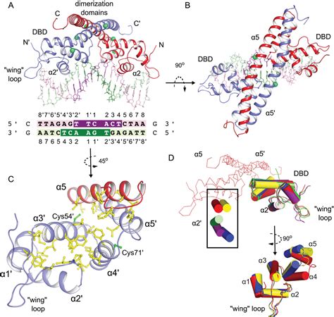 Figure 2 From Structural Basis Of Thiol Based Regulation Of Formaldehyde Detoxification In H
