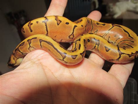 What Are Your Holdback Thoughts Even If Not Sure Cant Keep Them All Ball Pythons