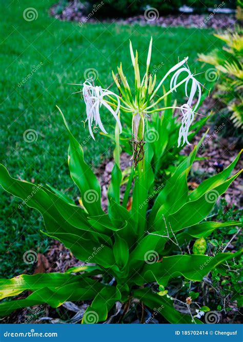Crinum Asiaticum Commonly Known As Poison Bulb Tholabo Giant Crinum Lily Grand Crinum Lily