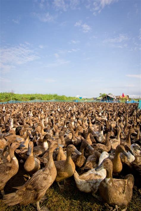 Duck Farm Stock Image Image Of Clouds Duck Village 32575743