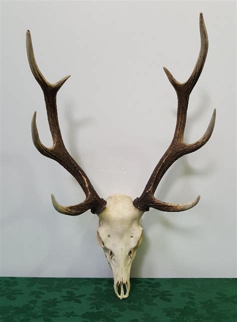 Sika Deer