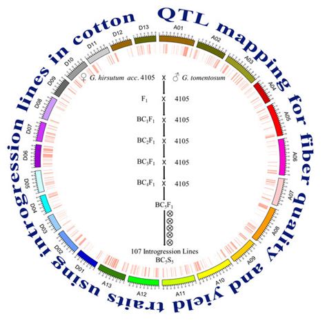 Ijms Free Full Text Qtl Mapping For Fiber Quality And Yield Traits Based On Introgression