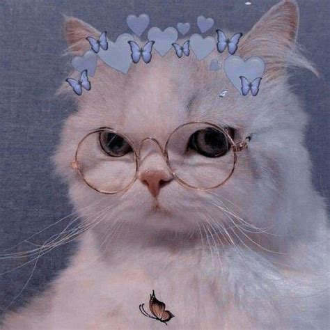 30 Foto Pp Wa Kucing Lucu Imut Gemoy Sedih Oren Kacamata