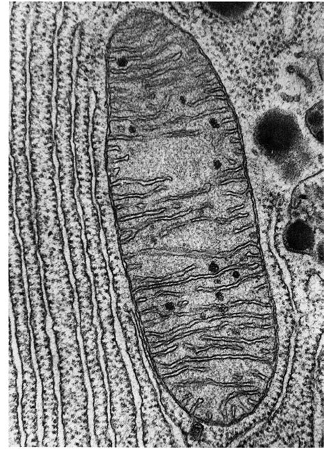 Xylem Cell Microscope