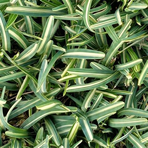 Variegated Pemba Lawn Grass A Beautiful Addition To Your Landscape