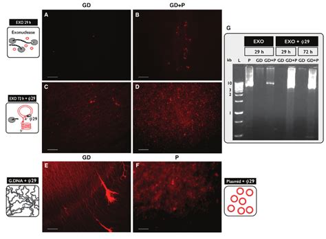 Genome Wide Purification Of Extrachromosomal Circular Dna From Eukaryotic Cells Video Jove