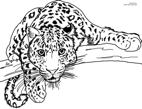 Leopard Print Coloring Page