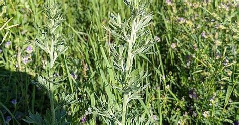 Im Pretty Sure This Is Prairie Sage But Want Some Confirmation R