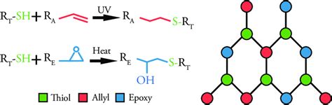 5 Left A Schematic Figure Explaining How Oste Polymerized Right The