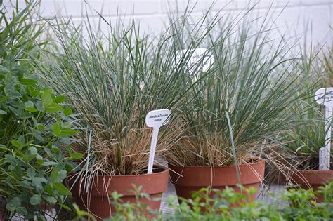 Needle And Thread Grass Forage U Pick