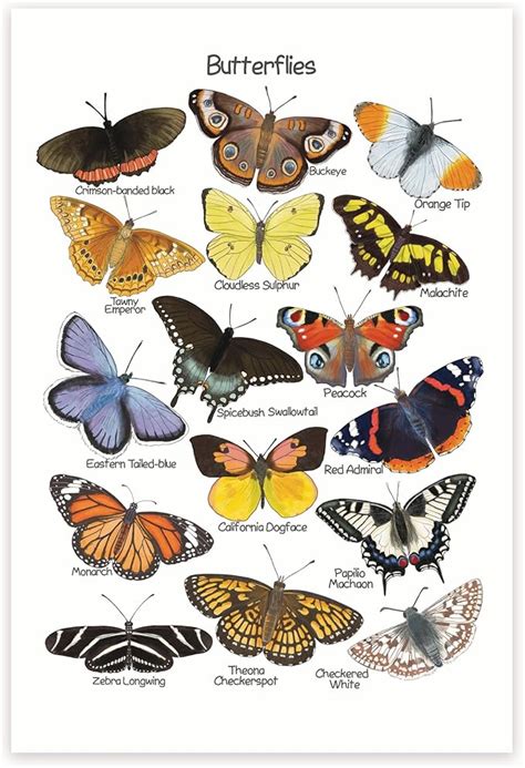 Butterfly Breeds Poster Butterfly Species Wall Art