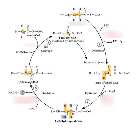 Beta Oxidation Diagram