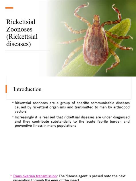 Rickettsial Diseases Pdf Infection Public Health