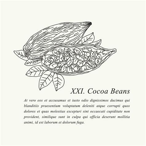 Detailed Botanical Illustration Of Cocoa Beans Vector Art At Vecteezy