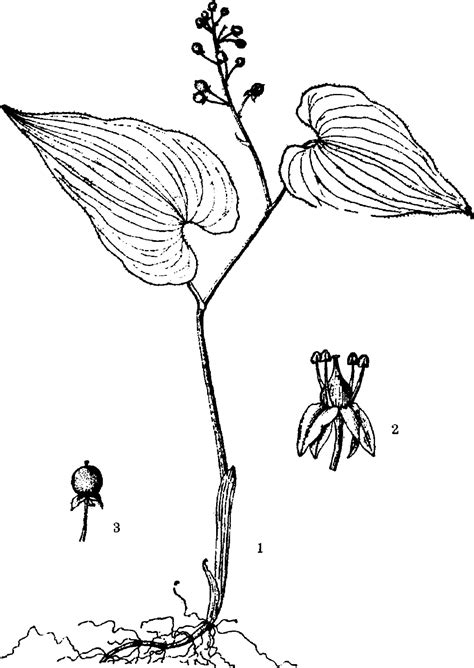 舞鹤草 中药学 医学
