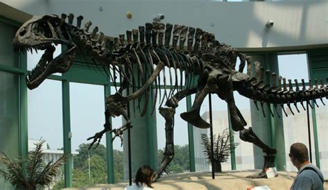 Acrocanthosaurus Atokensis Wikipedia