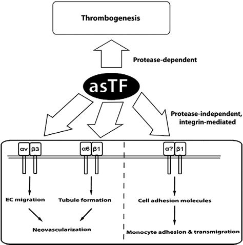 Schematic Representation Of The Protease Dependent And Download Scientific Diagram