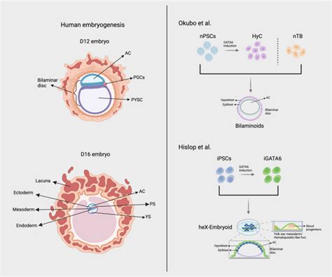 Extra Embryonic Dialogues Keys To Improved Stem Cell Based Embryo Models Cell Stem Cell