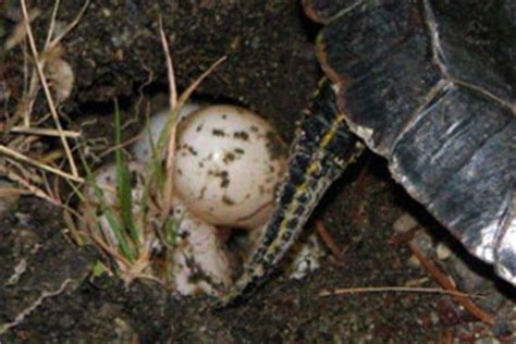 Western Painted Turtle Facts NatureMapping
