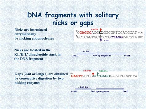 PPT Two Types Of Interactions Stabilize The DNA Double Helix Base Pairing And Base Stacking